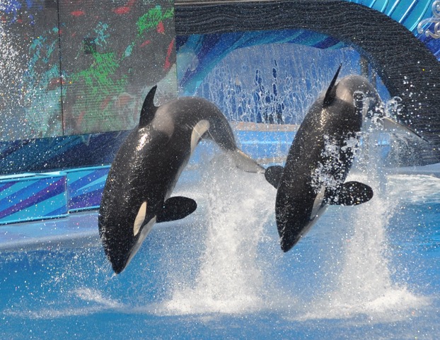 Seaworld and Bahamas Pat Smith – Mt. Airy Art Garage